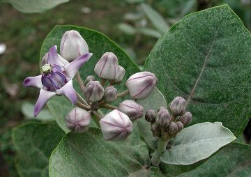 Akondo, a flower of Bengal
